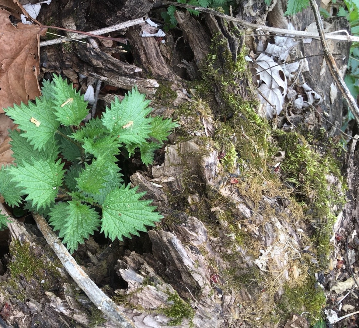 May You Live In Interesting Times: Stinging Nettle – Charm City Edibles